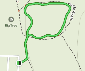 Big Tree via Circle Trail: 403 Reviews, Map - California | AllTrails