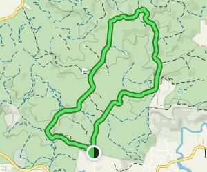 Forest Loop from Forestry Roadend: 230 Reviews, Map - Auckland, New ...