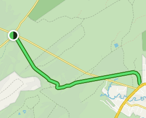 Carolina Bay Hike Along Palmetto Trail Swamp Fox Passage: 125 Fotos ...