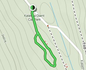 Kalatha Giant Tree Walk, Victoria, Australia - 7 Reviews, Map | AllTrails