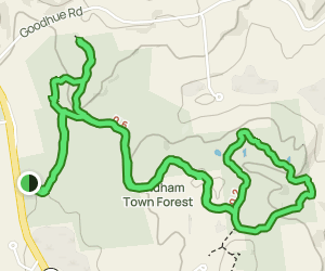 Windham Town Forest Loop, 461 Photos - New Hampshire | AllTrails