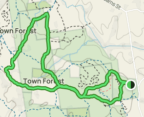 Holliston Town Forest Loop, Massachusetts - 128 Reviews, Map | AllTrails