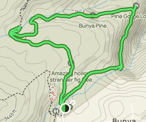 Bunya Pine Scenic Circuit: 156 Reviews, Map - Queensland, Australia ...