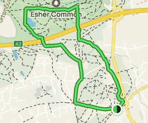 AllTrails | Oxshott Woods and Esher Common: 77 Reviews, Map - Surrey ...