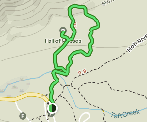 Hall of Mosses Trail: 4343 Reviews, Map - Washington | AllTrails