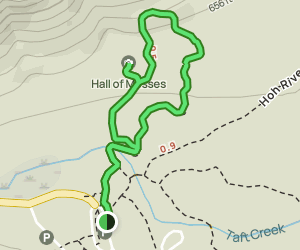 Hall of Mosses Trail: 4622 Reviews, Map - Washington | AllTrails
