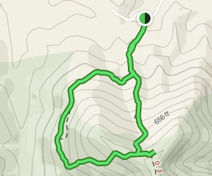 Kauri Loop Track via Northern Lookout: 72 Reviews, Map - Waikato, New ...