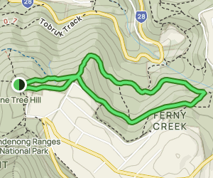 One Tree Hill Loop: 117 Reviews, Map - Victoria, Australia | AllTrails
