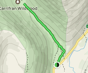 Carrifran Wildwood: 5 Reviews, Map - Dumfries and Galloway, Scotland ...